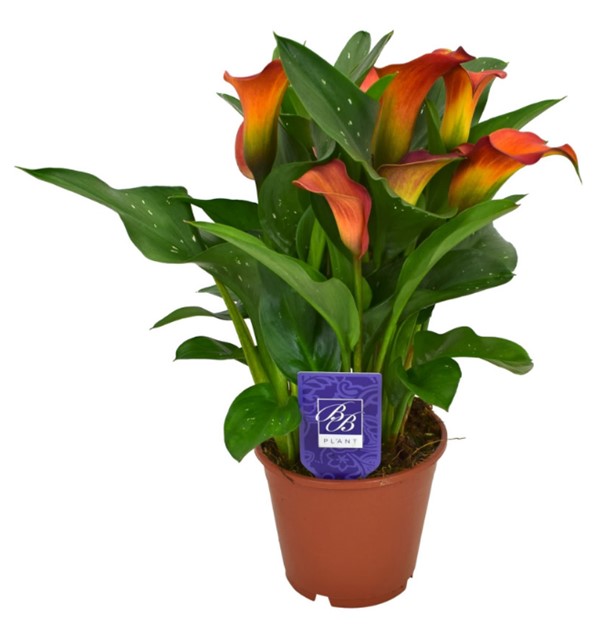 Calla Lily Captain Atlantic City Orange – Priya nursery