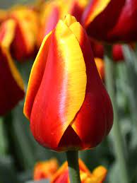 Tulip Dow Jones – Priya nursery